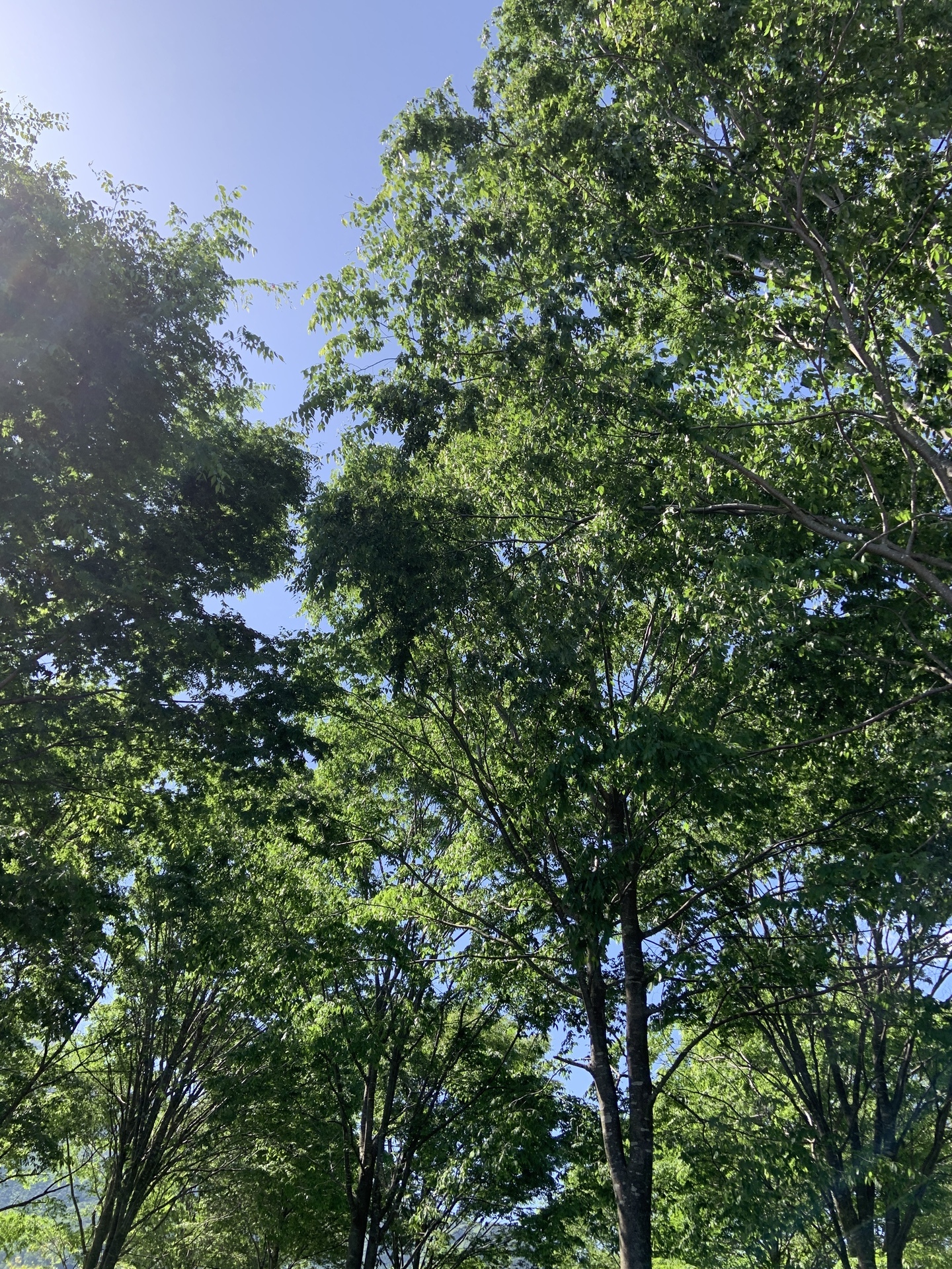 今週のいとう（5月29日～6月4日）: 赤しゃり日記